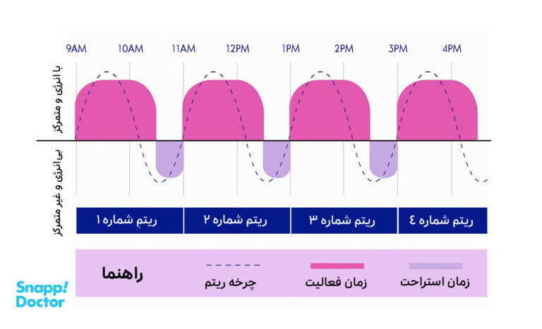 همه چیز درباره ریتم اولترادیان و چرخه تمرکز و استراحت بدن - وبلاگ اسنپ دکتر